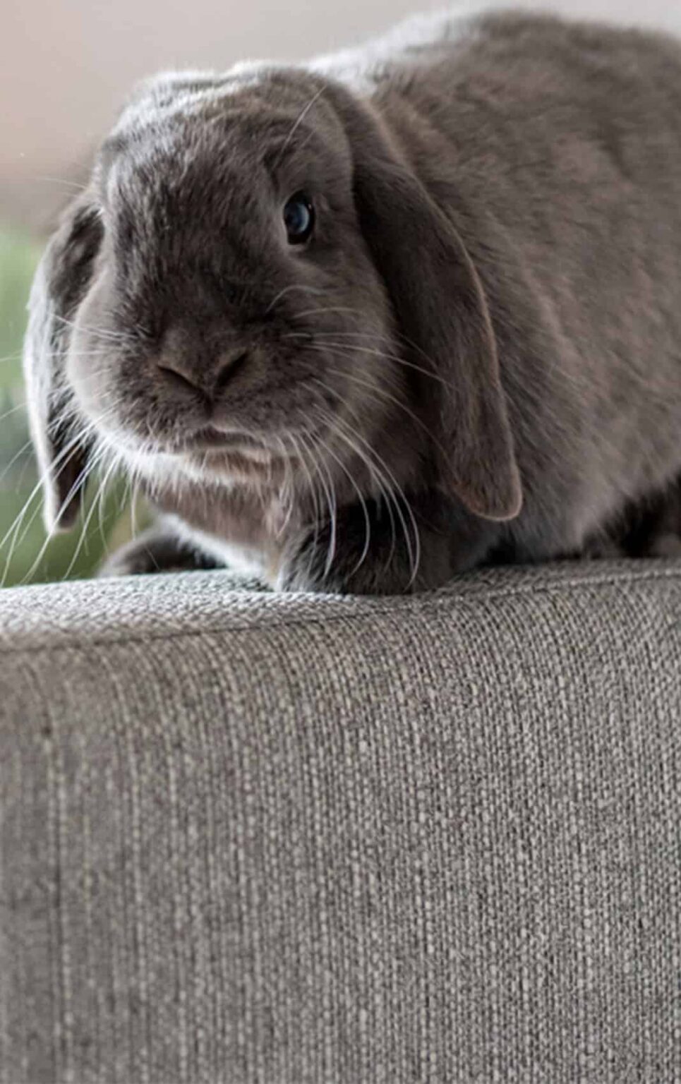 Alreet pet? Animal behaviour - Centre For Life